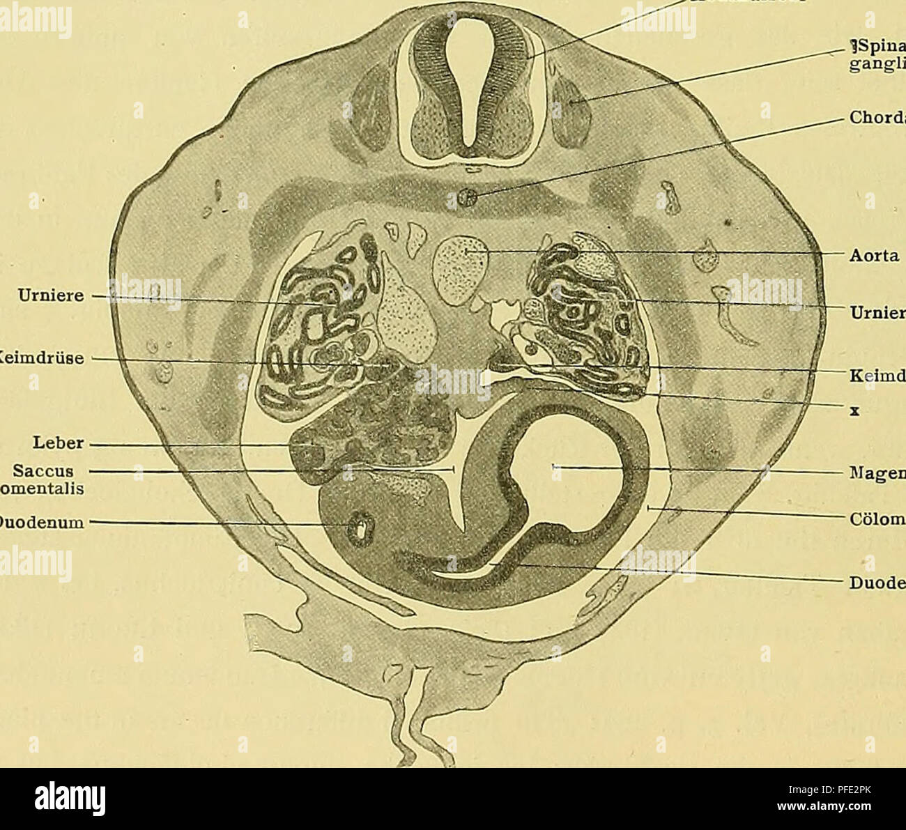 Ductus choledochus hi-res stock photography and images - Alamy