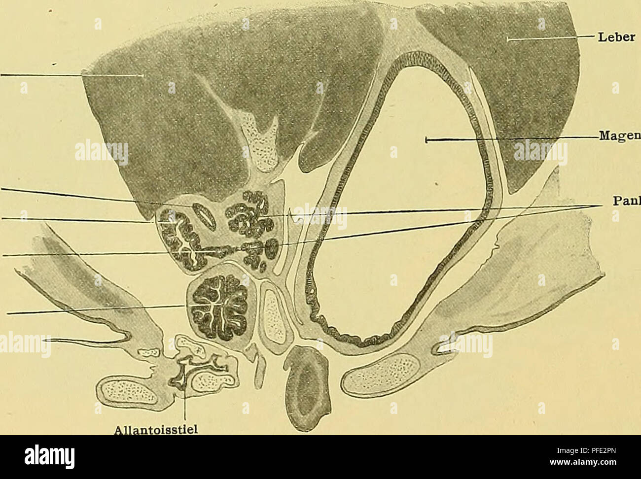 Choledochus High Resolution Stock Photography and Images - Alamy