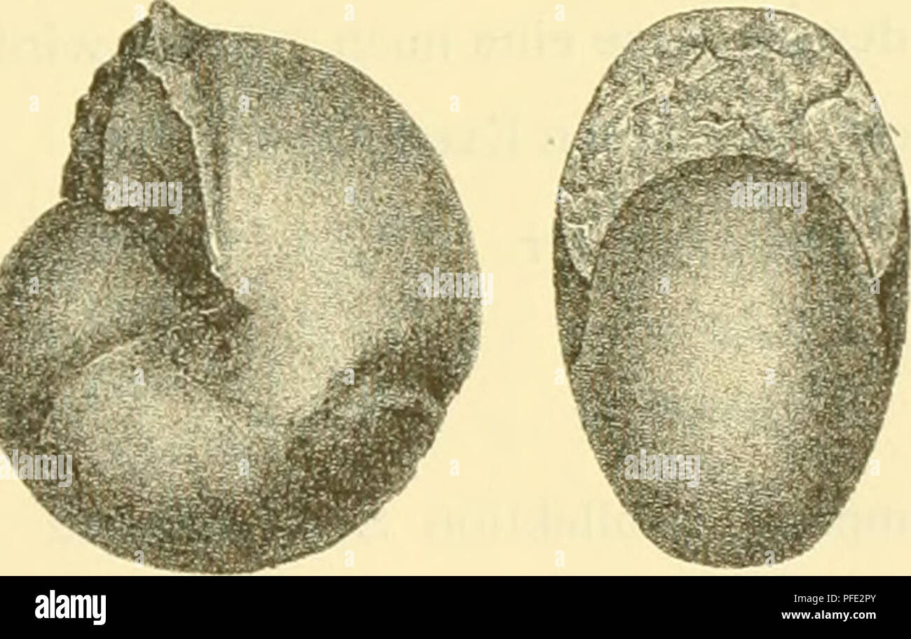 This text from the Imperial Academy of Sciences discusses a species of ...