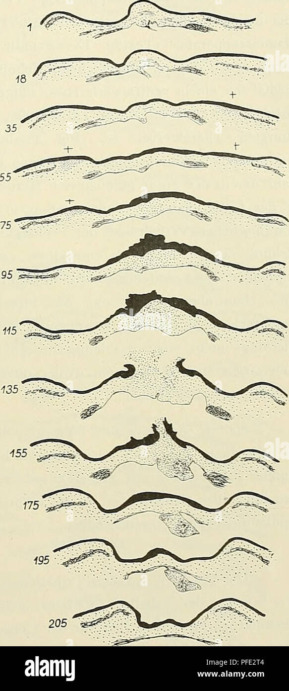 This scientific paper details the development of the mammary system in ...