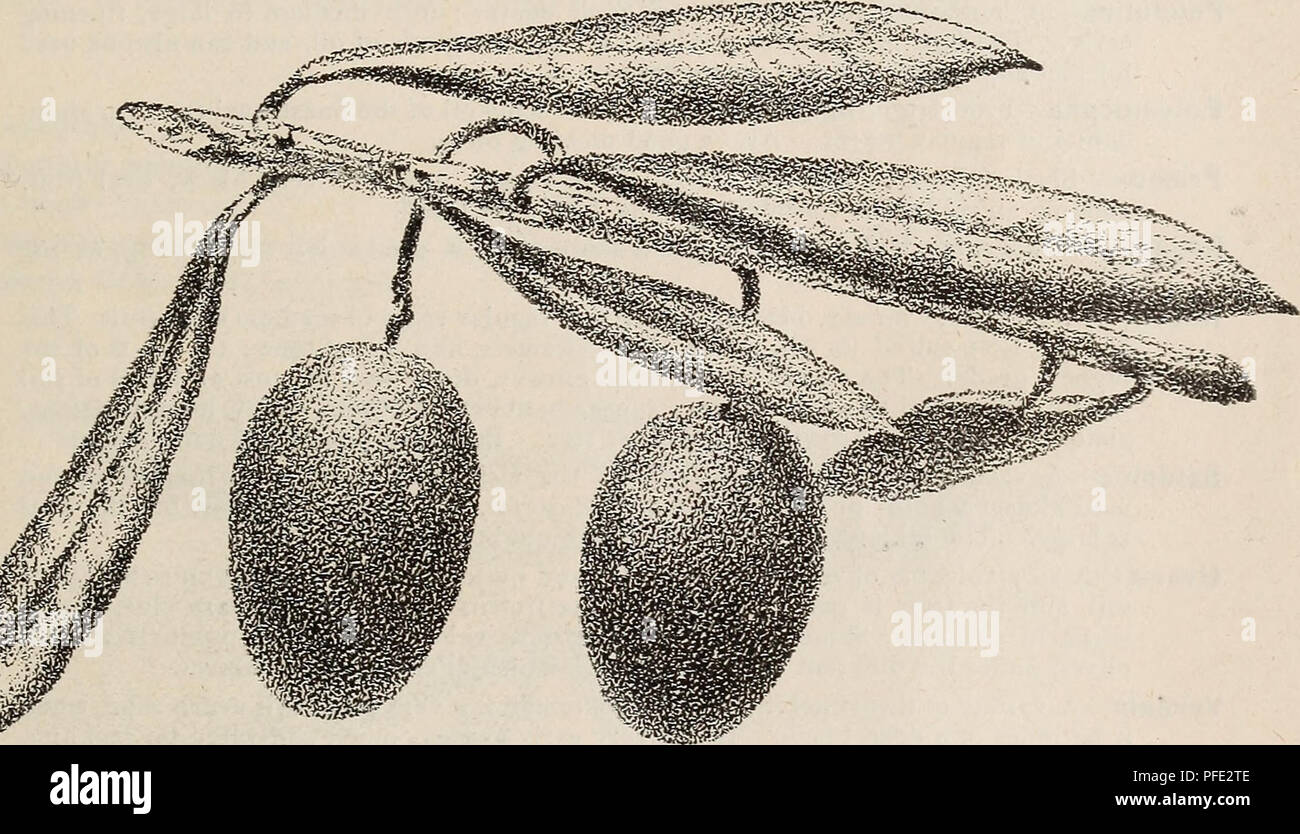 Catalogs the sale of two varieties of olive trees: Spanish Queen Olive ...