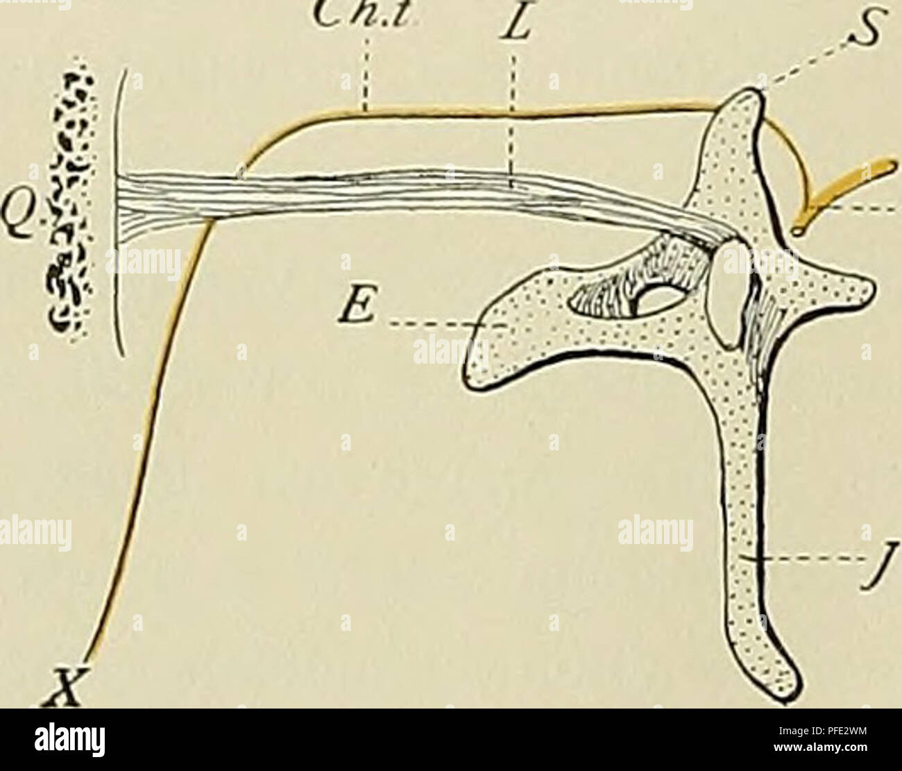 Chorda tympani hi-res stock photography and images - Alamy