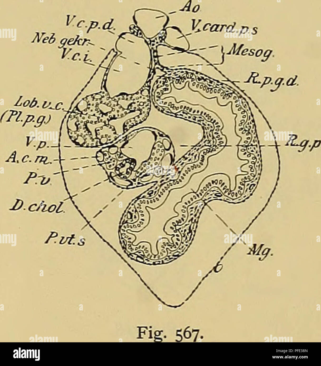 Ductus choledochus hi-res stock photography and images - Alamy