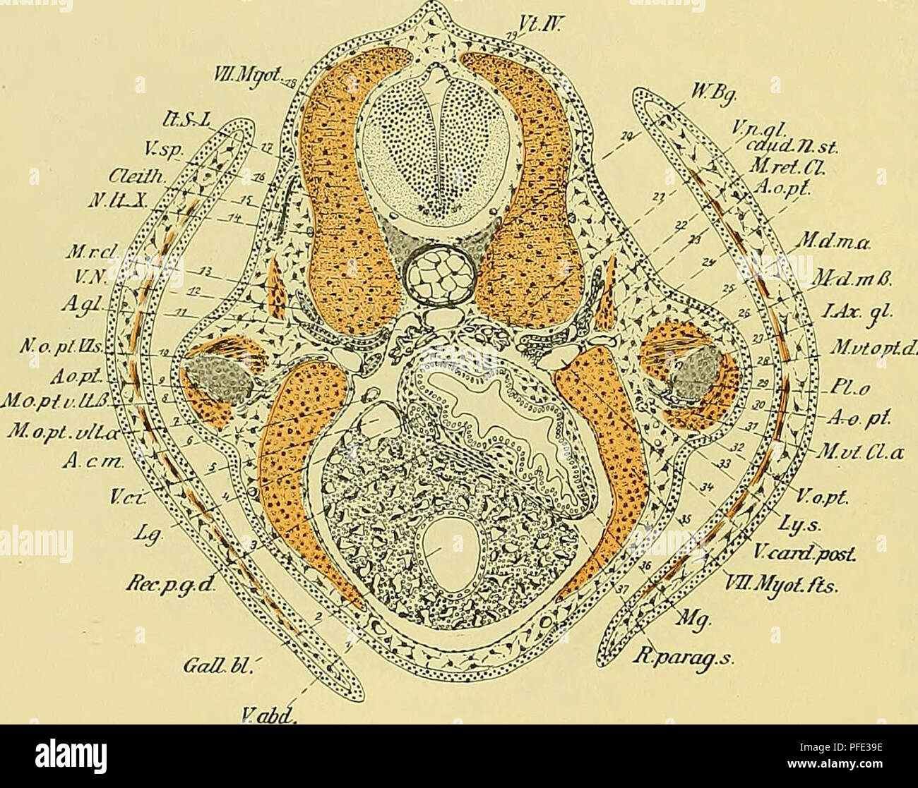 This study explores the development of the head and circulatory system ...