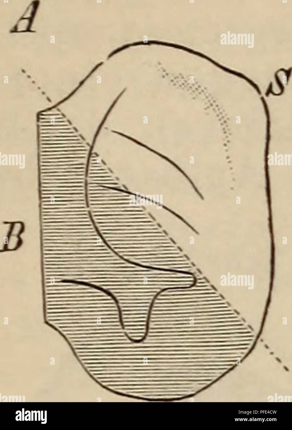 This work by Robert Wiedersheim presents the comparative anatomy of ...