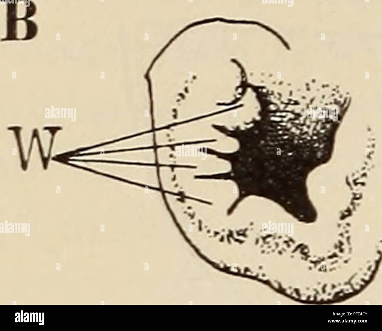 This comparative anatomy study examines the human ear's evolutionary ...