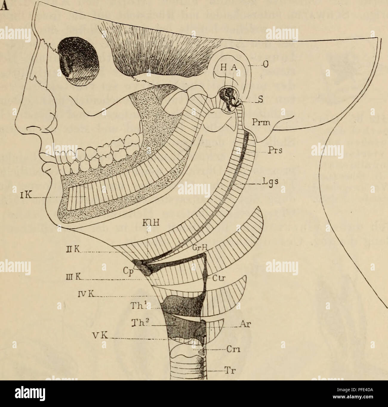This diagram illustrates the human ear, focusing on the anatomy of the ...