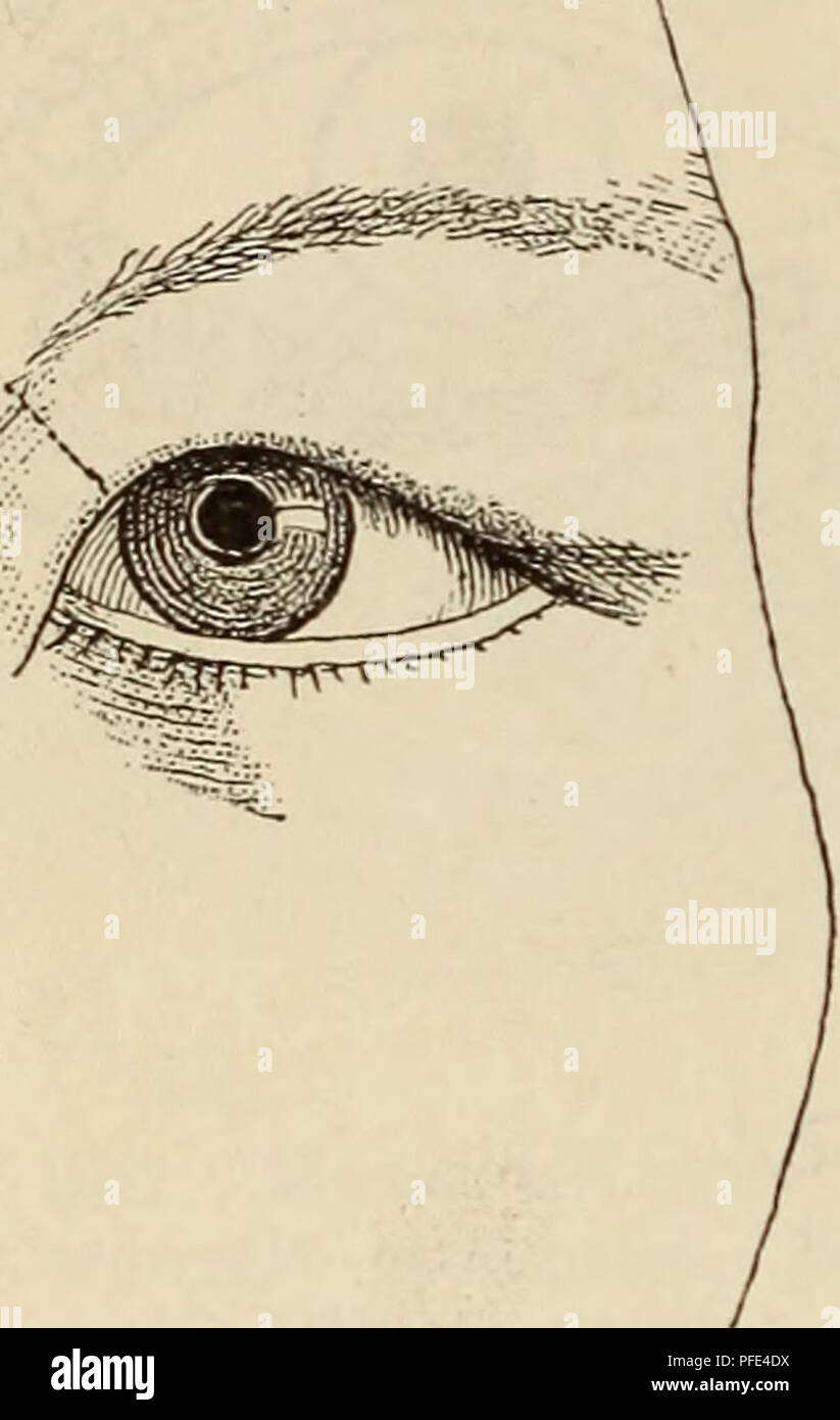 This anatomical study examines the evolution of human beings, focusing ...