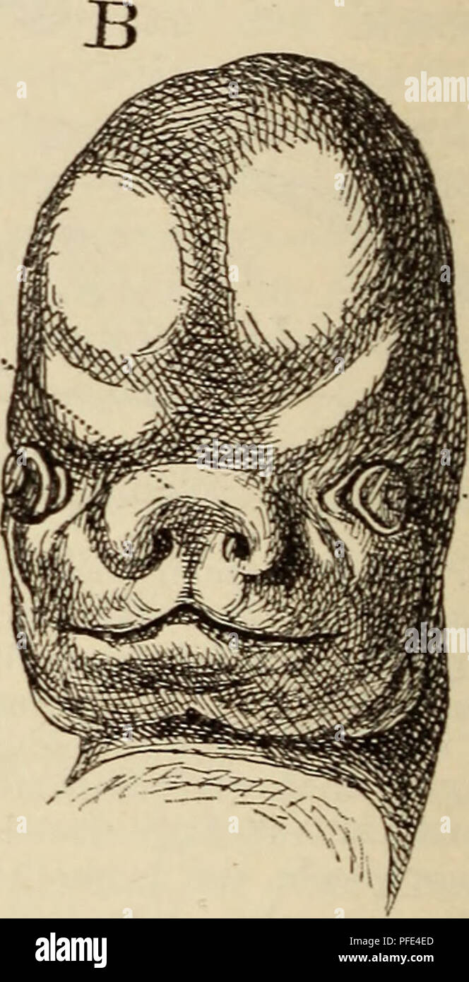 This comparative anatomy work examines human embryonic development ...