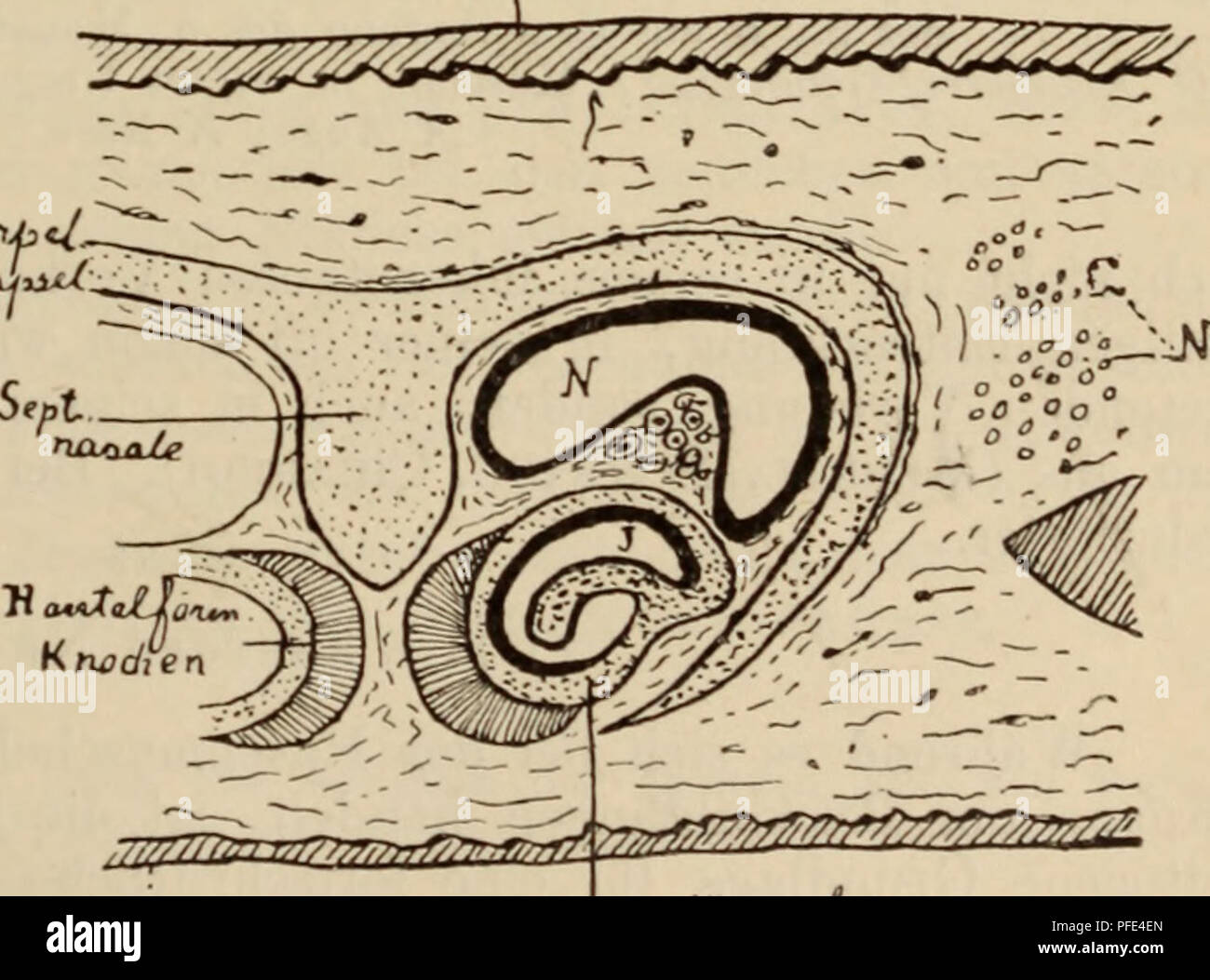 Gymnophiona hi-res stock photography and images - Alamy