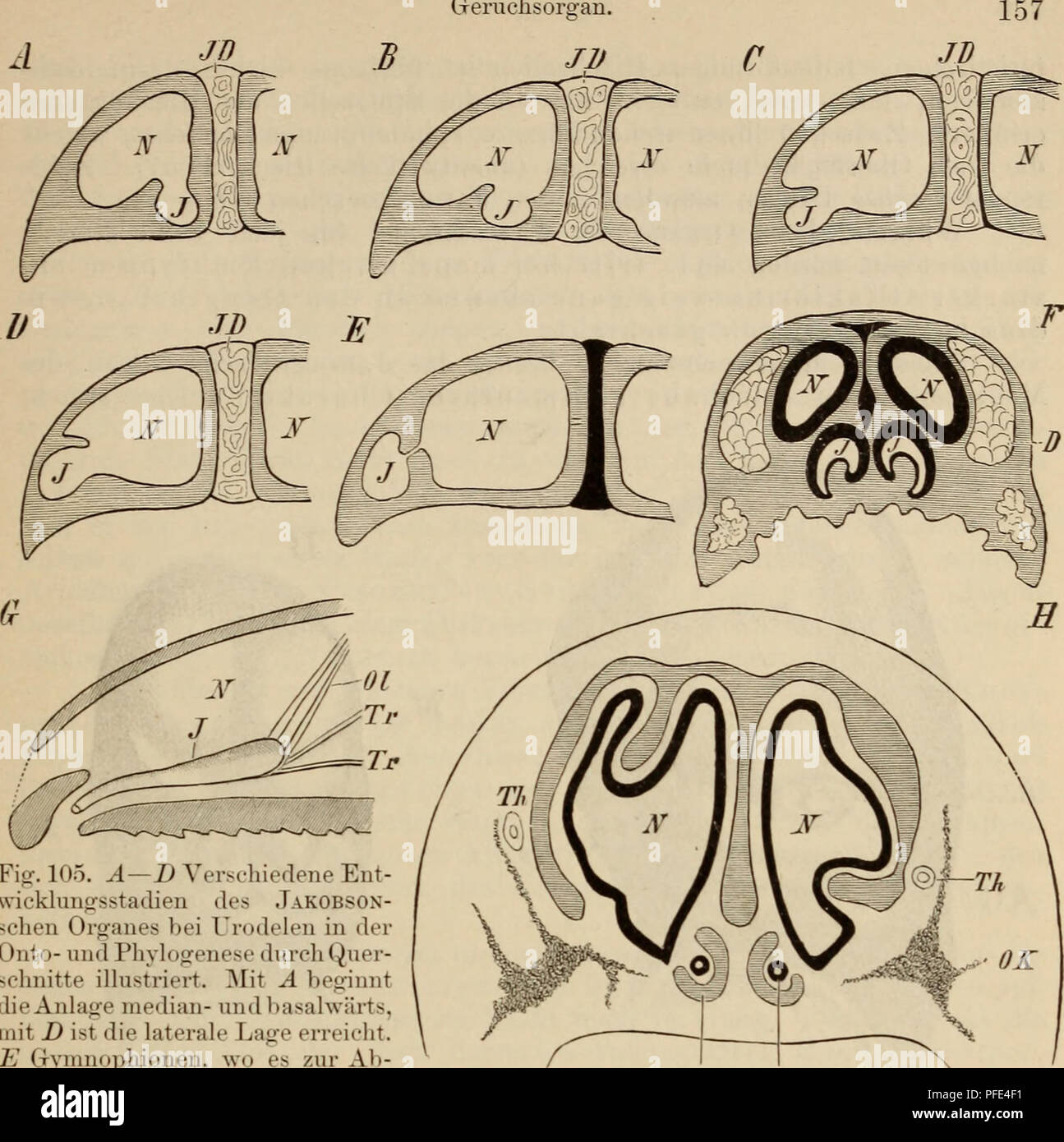 This book examines human anatomy through a comparative lens, focusing ...