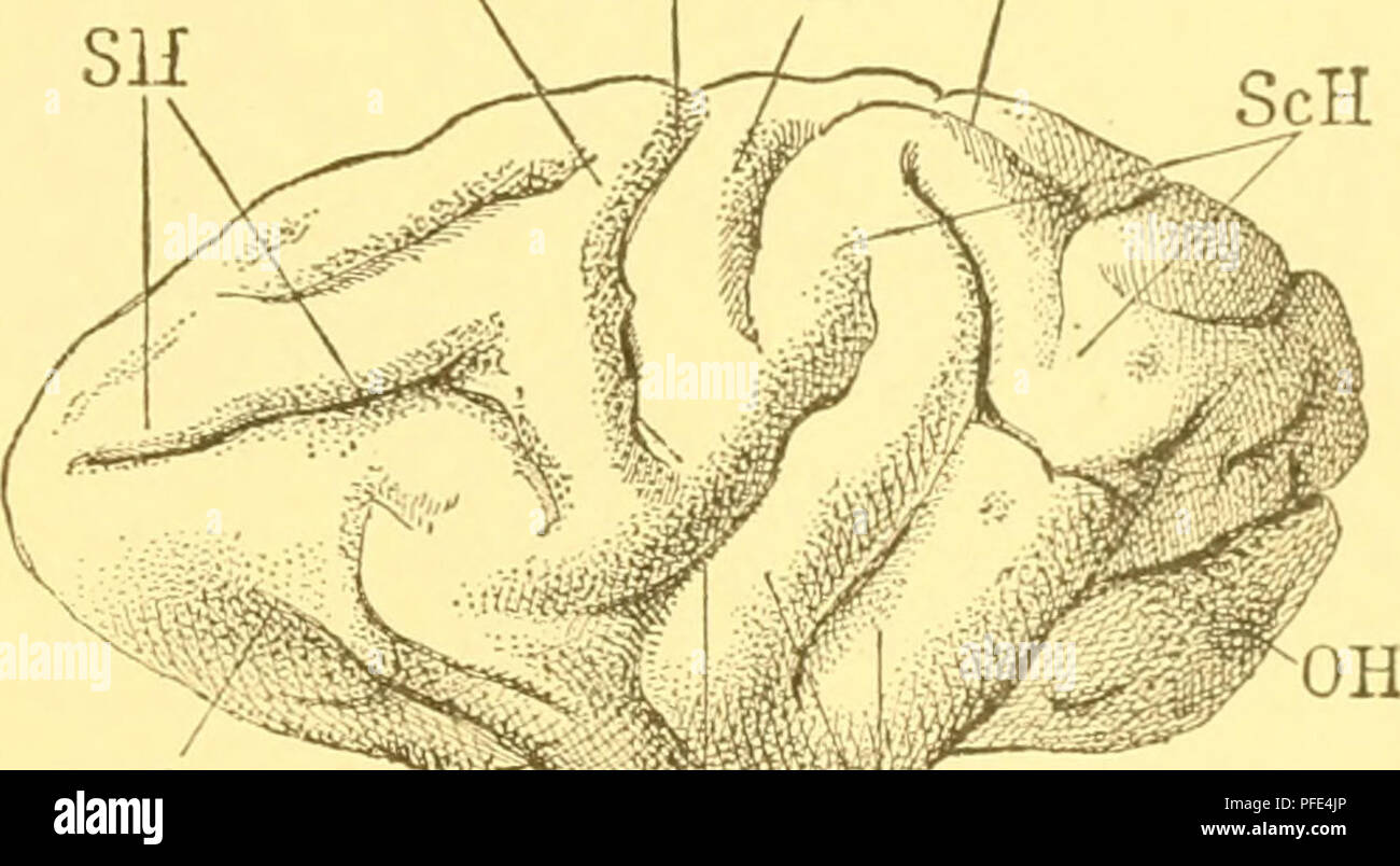 Pferd gehirn hi-res stock photography and images - Alamy