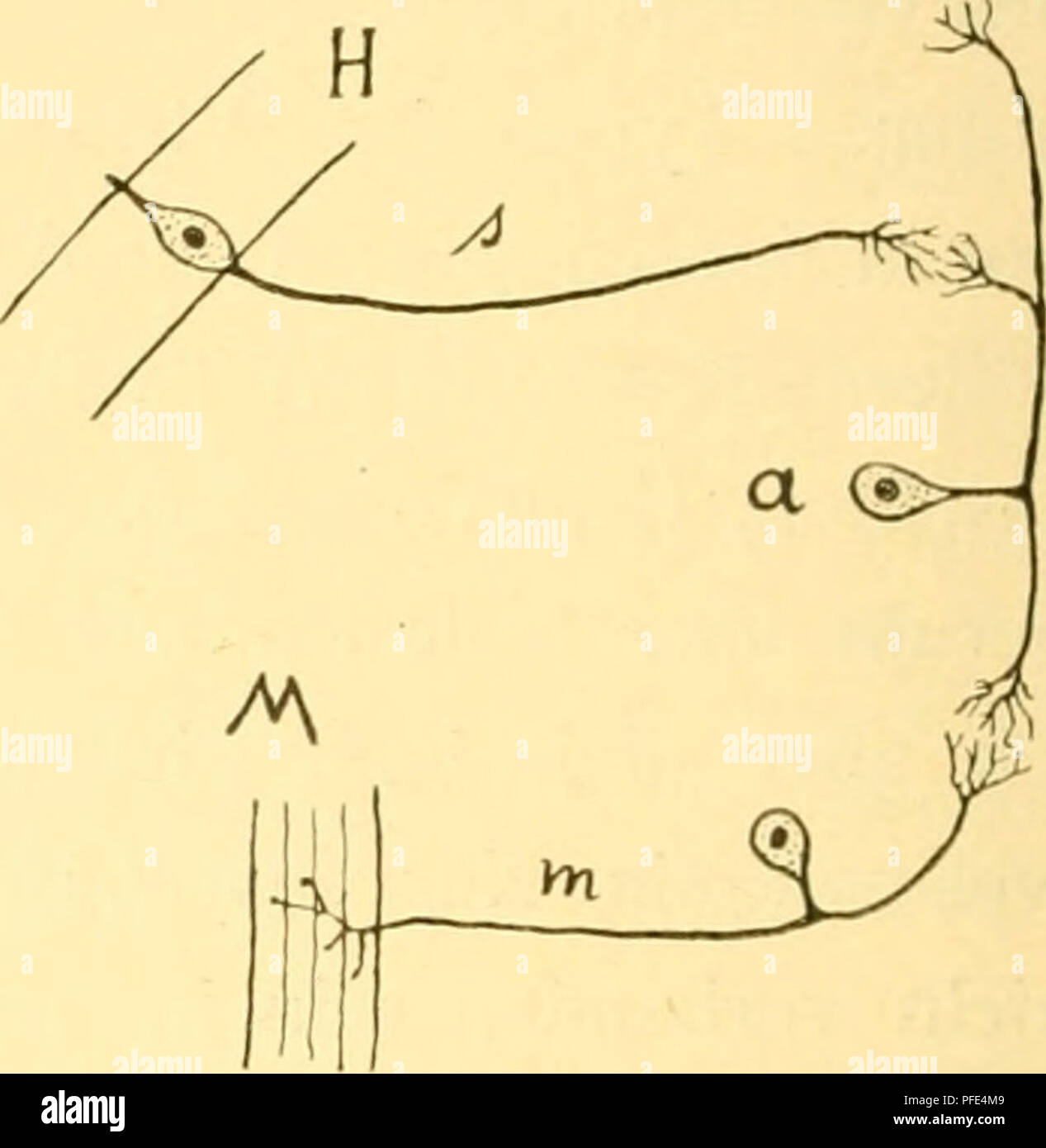 Haut schema hi-res stock photography and images - Alamy