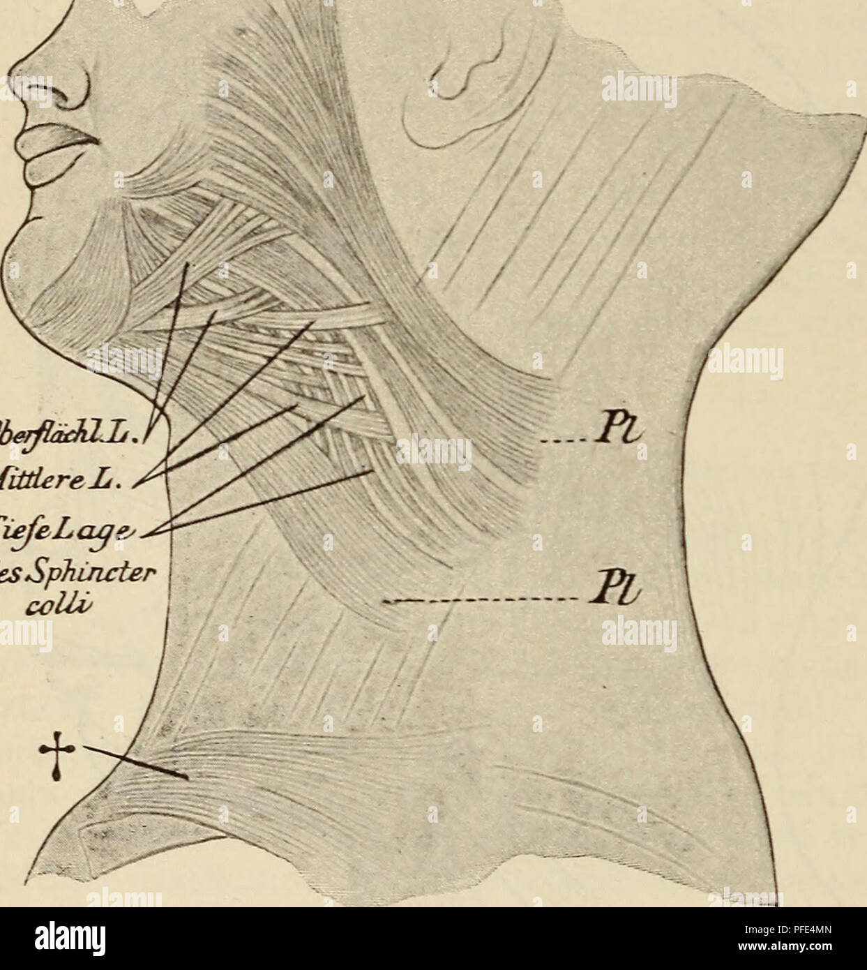 Mimische muskulatur hi-res stock photography and images - Alamy