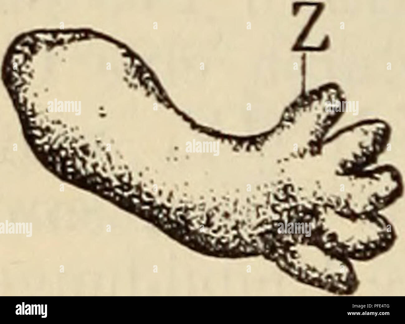 This work explores human anatomy from an evolutionary perspective ...