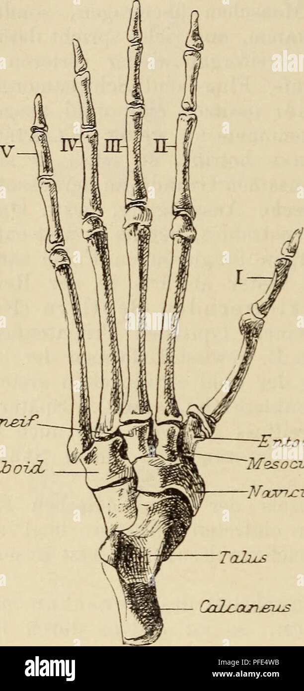 This image explores the human skeletal system in relation to ...