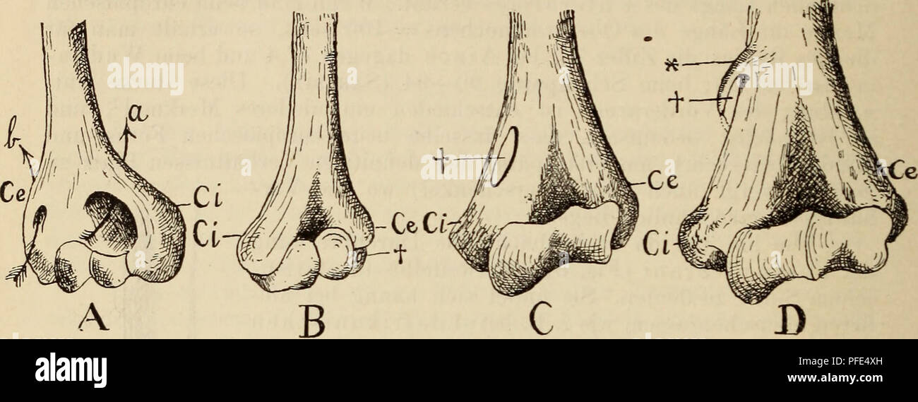 This work explores the anatomy of humans as evidence of their ...