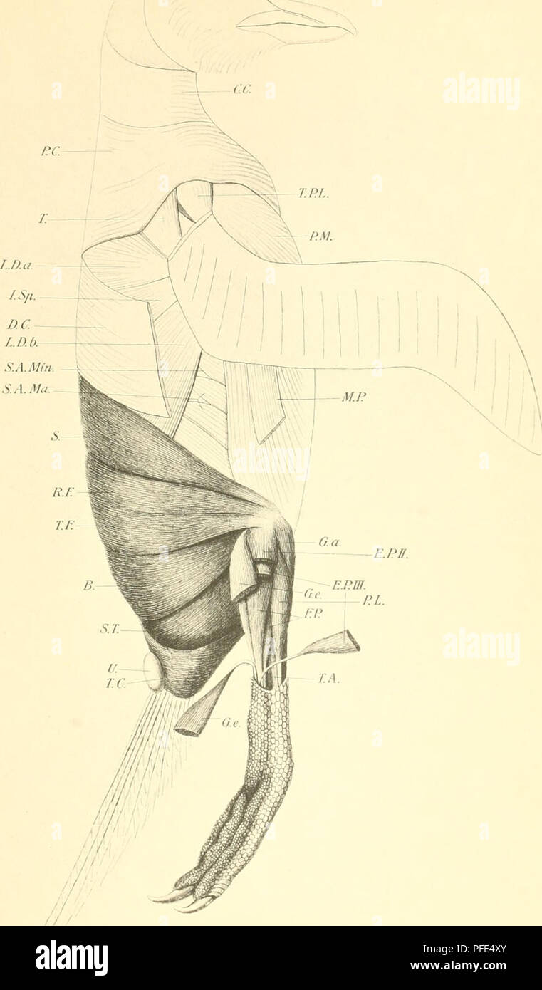 This anatomical illustration by Paul Grunert depicts the pelvic girdle ...