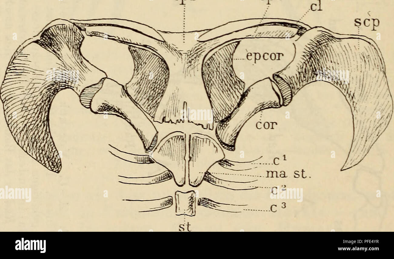 This work examines human anatomy from a comparative perspective ...