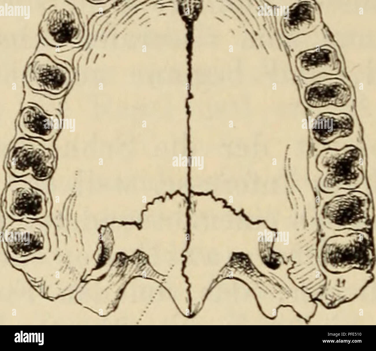 A study of human anatomy, comparing features to those of other animals ...