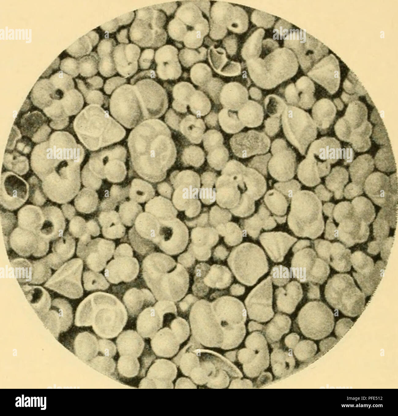. The depths of the ocean : a general account of the modern science of ...