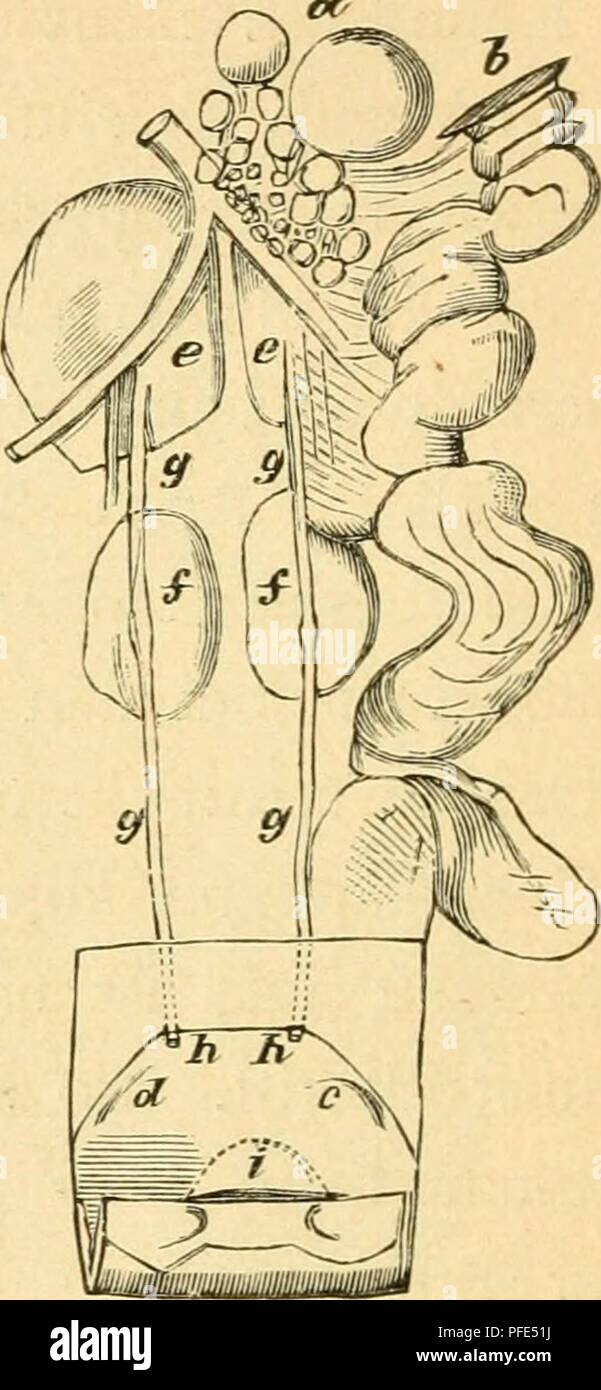 This text focuses on the anatomical structure of birds, specifically ...