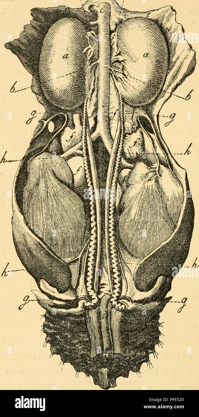 This work focuses on the anatomy of birds, with detailed illustrations ...