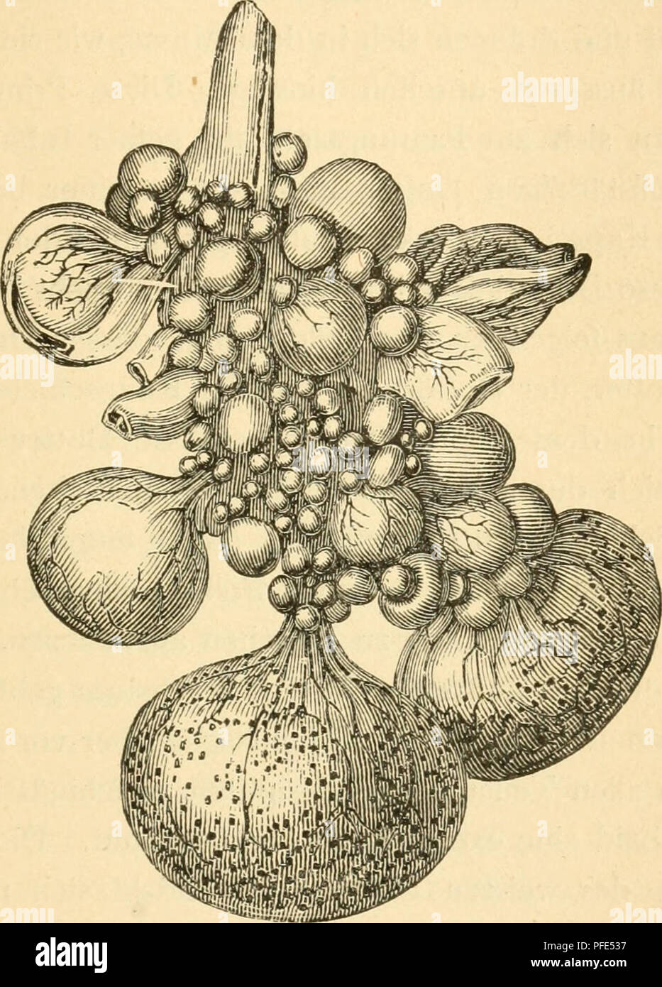 This text explores the anatomy of birds, focusing on reproductive and ...