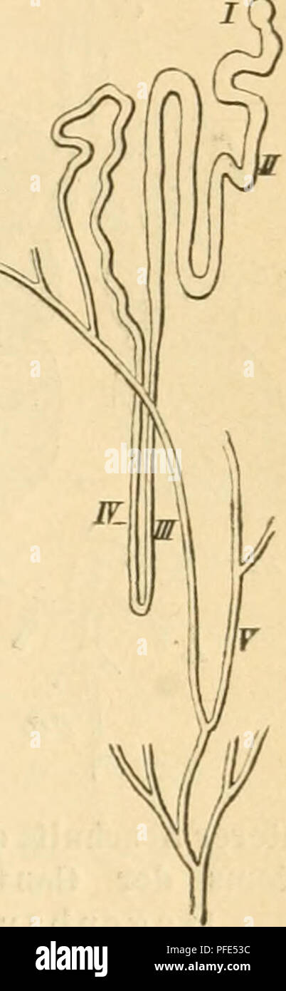 This work on avian anatomy provides an in-depth study of birds' urinary ...
