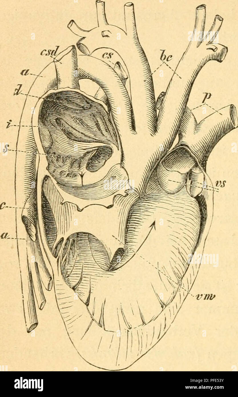 This work examines the anatomy of birds, particularly focusing on the ...