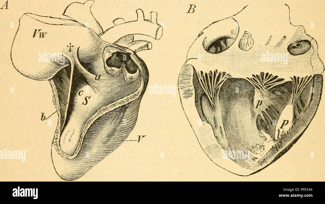 Cassowary anatomy hi-res stock photography and images - Alamy