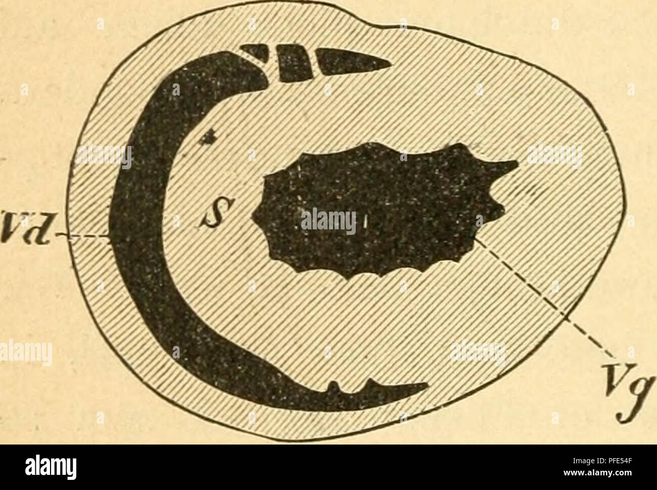 'Der Bau der Vögel' (The Anatomy of Birds) covers the circulatory ...
