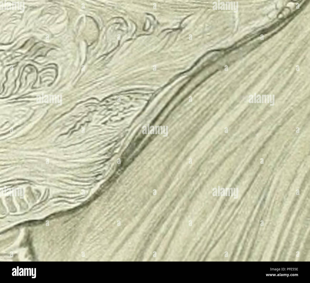 This study investigates the structure of skeletal elements in the free ...