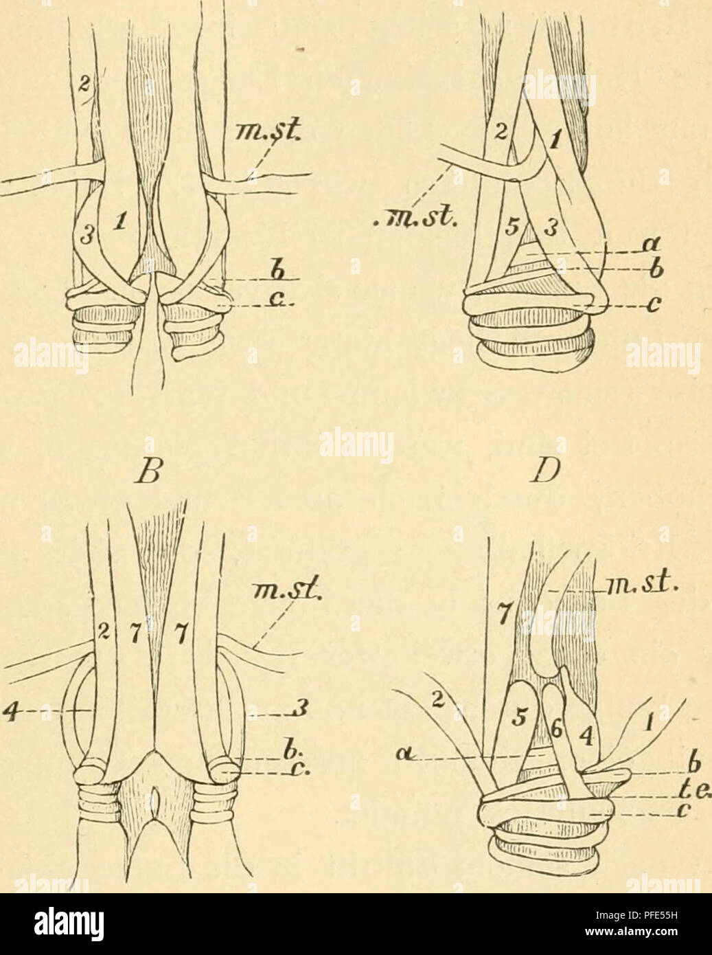 This study explores the respiratory structures in birds, focusing on ...