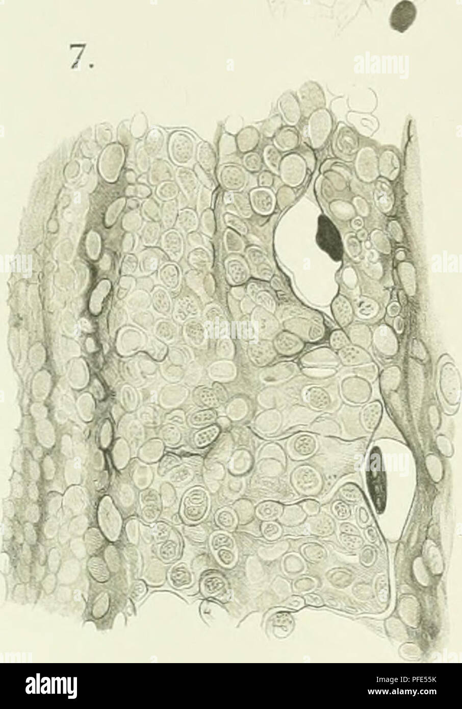 This study by Heinrich von Eggeling examines the skeletal structure of ...