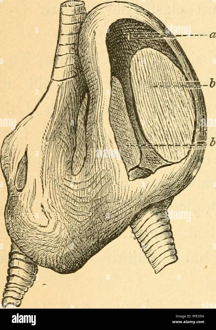 Respiratory system bird hi-res stock photography and images - Alamy