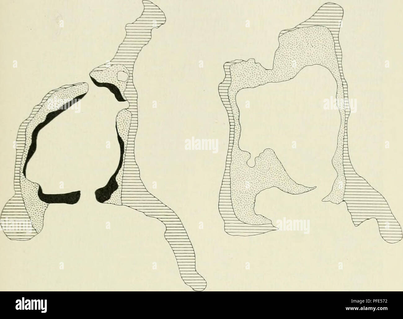 German salamanders hi-res stock photography and images - Alamy