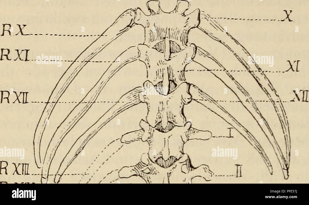 This comparative anatomy work examines the human skeleton in the ...