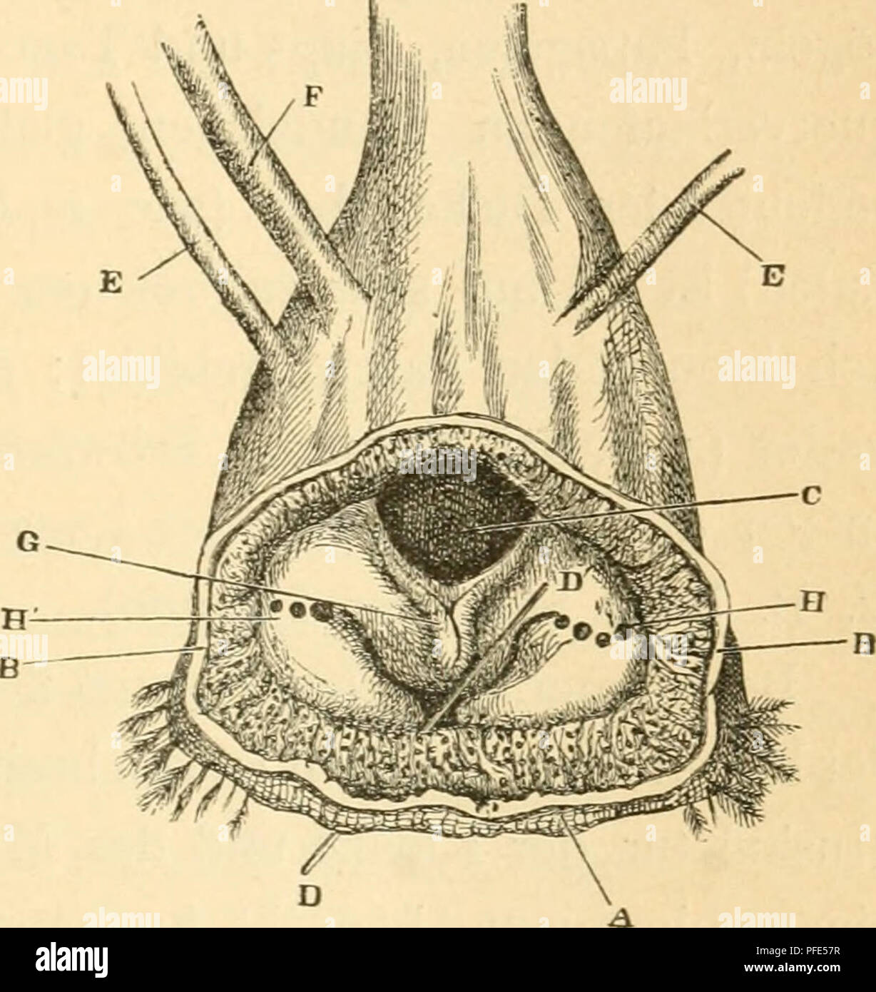 This illustration from 'The Structure of Birds' focuses on the ...