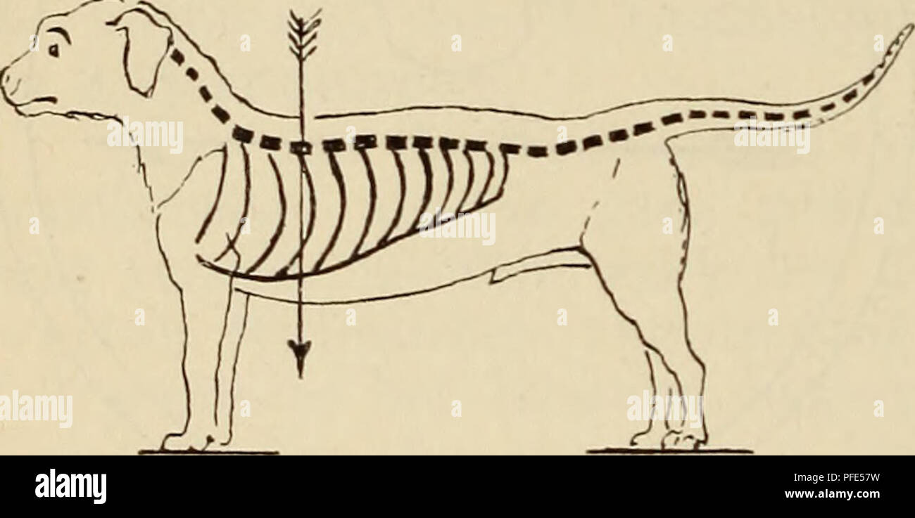 This work explores the anatomical evolution of human beings, focusing ...