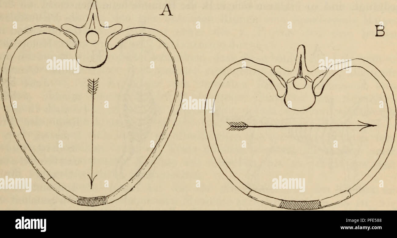 This comparative anatomy work explores the thorax structure of human ...