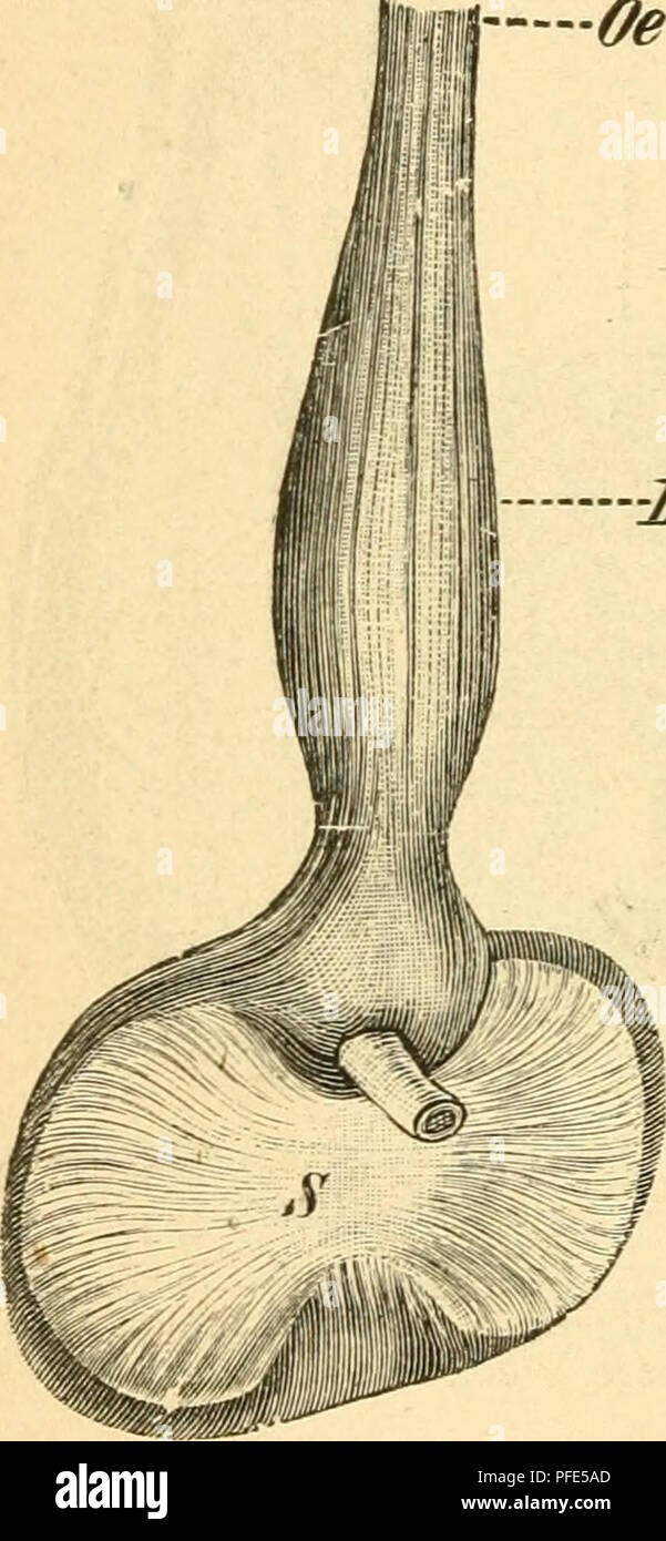 This work on bird anatomy explores the digestive system of birds ...