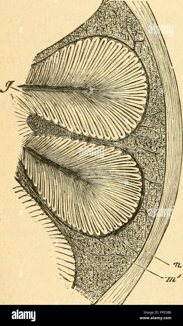 Ventriculus hi-res stock photography and images - Alamy