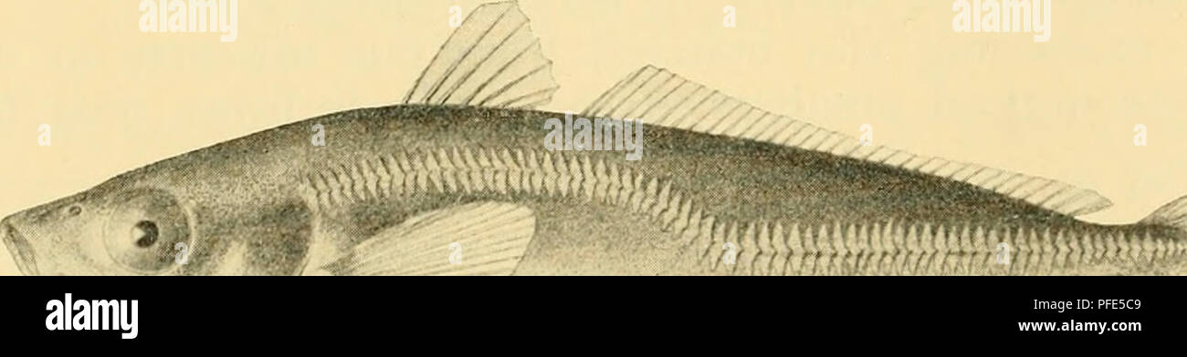 This oceanographic study explores deep-sea life in the North Atlantic ...