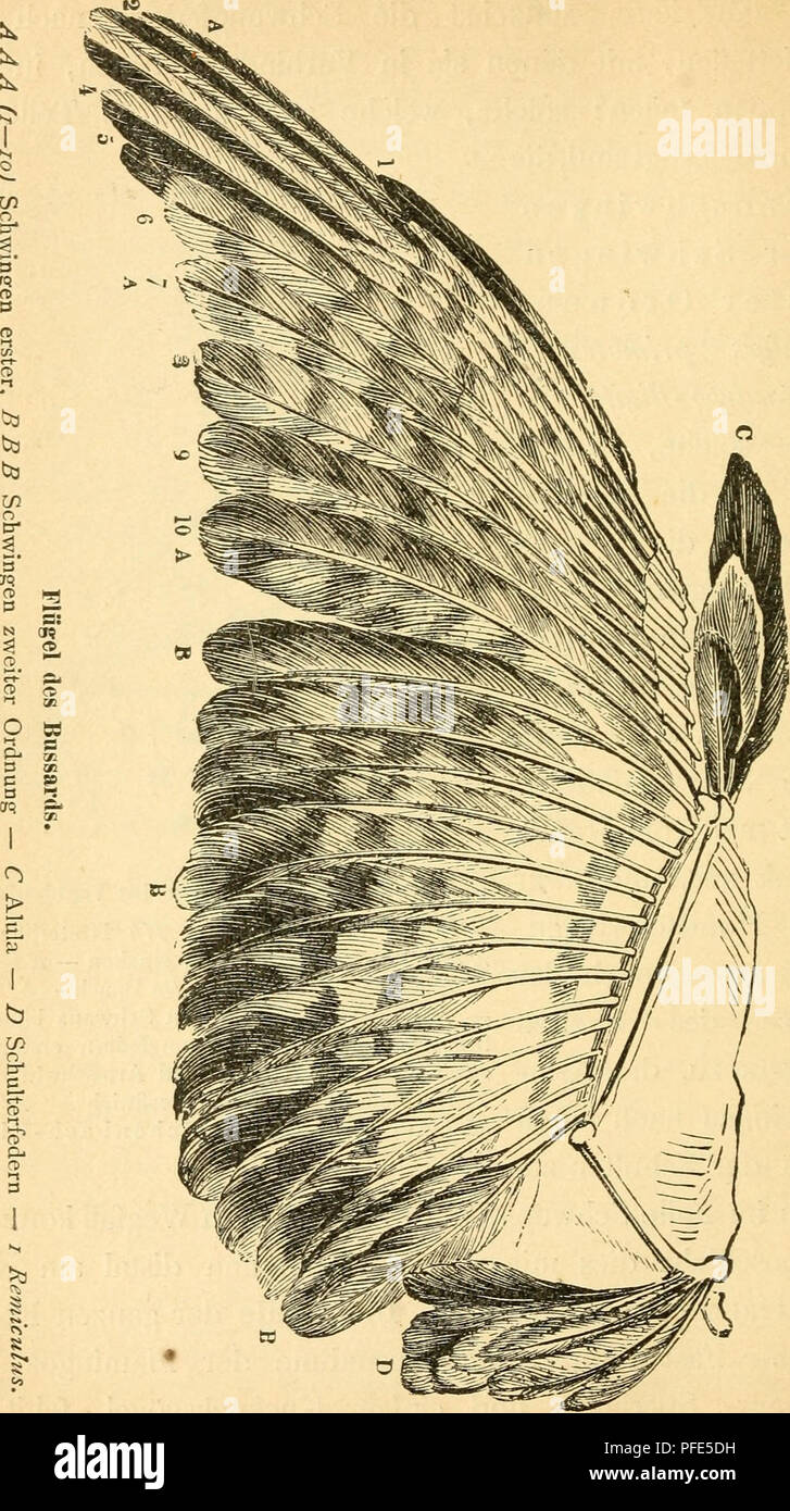 This text discusses the anatomy of birds, specifically focusing on skin ...