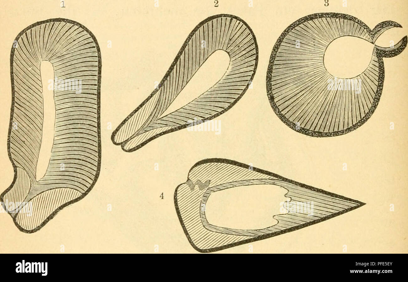 This text focuses on the anatomical structure of birds, particularly ...