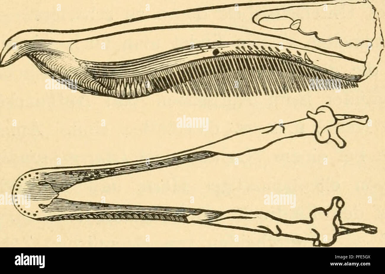 This section examines the structure of bird anatomy, particularly ...