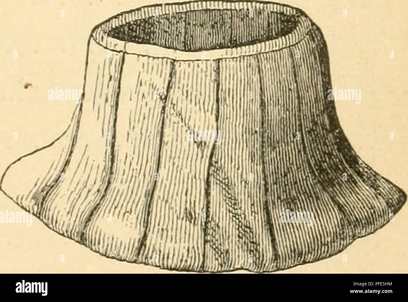 This work examines the structure of birds, including detailed studies ...