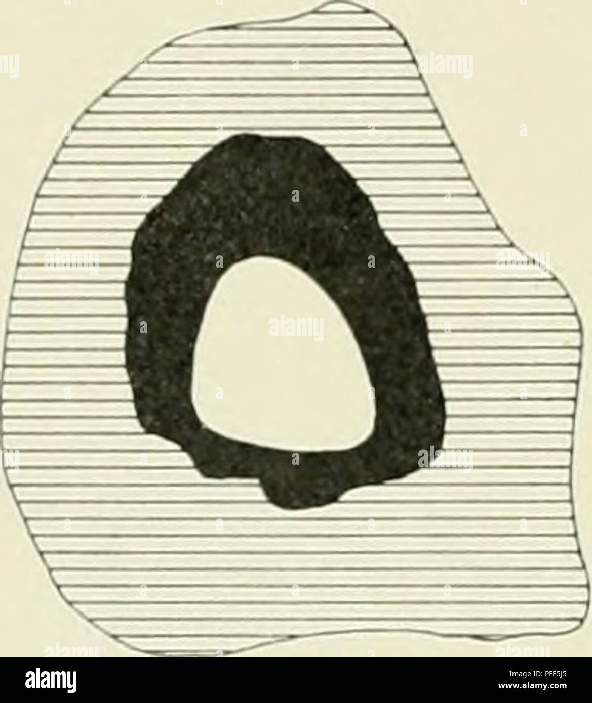 This research investigates the development of skeletal structures in ...