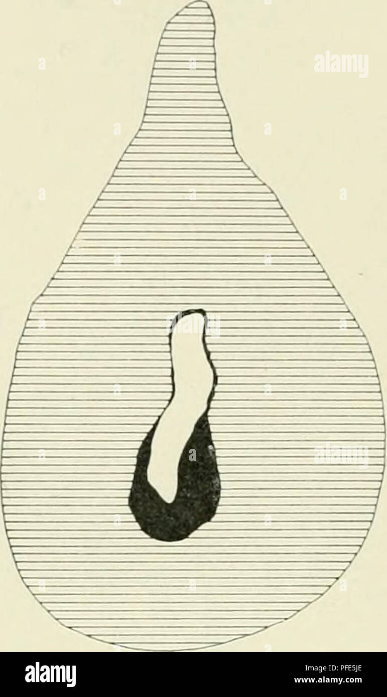 This study examines the skeletal structure of vertebrates, focusing ...